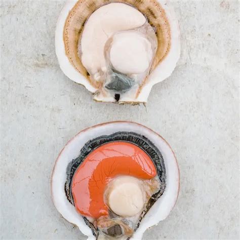 Alie Ward Heres How To Distinguish The Sex Of A