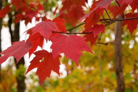 Types Of Maple Leaf Trees Marksvere