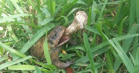 Cane Toad Died While Trying To Swallow This Bone Best Comment Wins