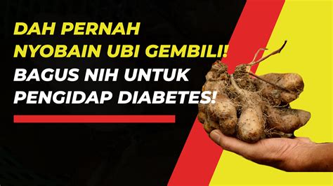 Mengenal Gembili Umbi Yang Baik Dikonsumsi Untuk Penderita Diabetes