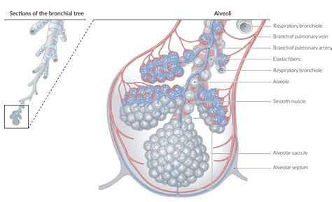 Bronchial And Pulmonary Artery