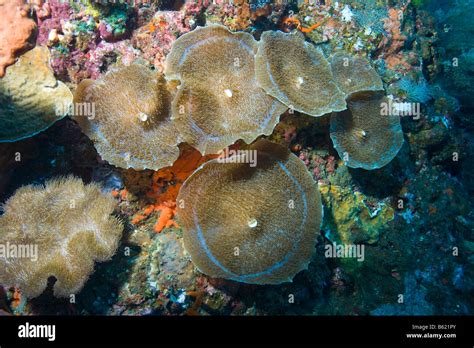 Giant Cup Mushroom Coral Or Giant Coral Anemone Amplexidiscus
