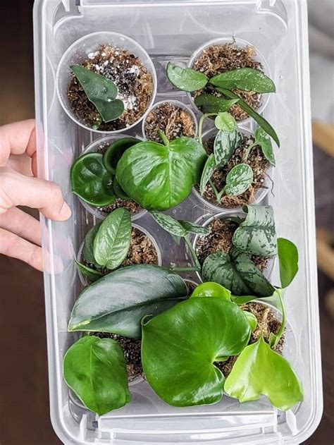 15 DIY Plant Propagator Ideas To Grow Seeds And Cuttings