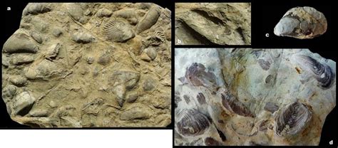 Bivalves A Coquina With Plagiostoma Striatum V Schlotheim 1820