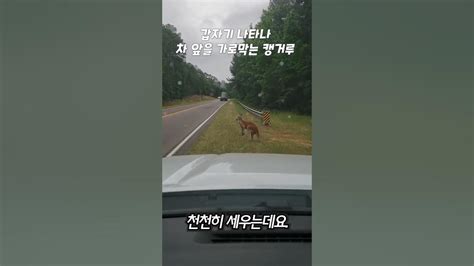 갑자기 나타나 차 앞을 가로막는 캥거루 Youtube