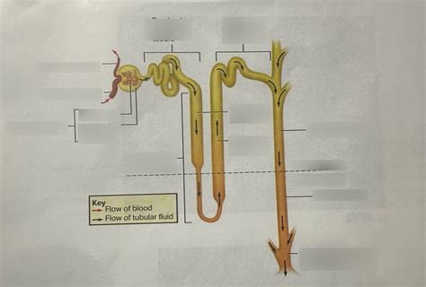 exercise 57 figure 57 4 diagram quizlet