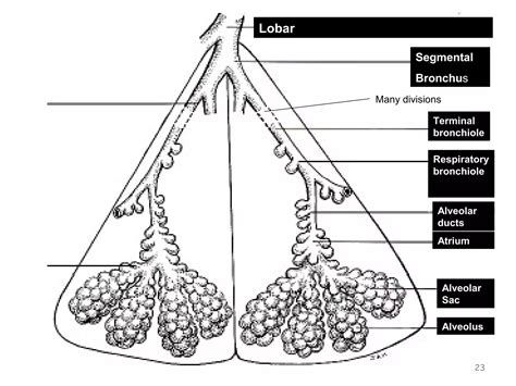 Lungs Bp Segments Ppt