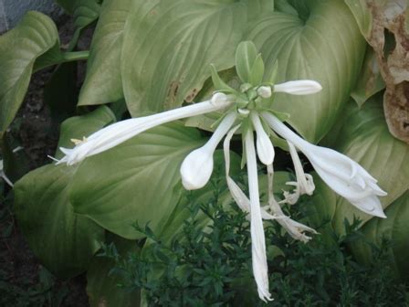 Хоста подорожниковая (Hosta plantaginea) Культурные Цветы садовые ...
