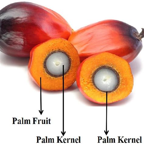 Palm Fruit Palm Kernel And Palm Kernel Shell Source Internet Download Scientific Diagram