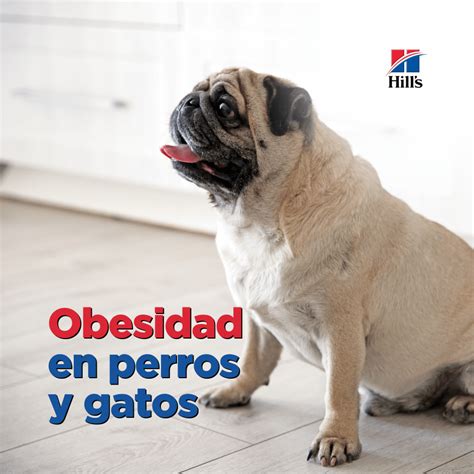 Obesidad En Perros Y Gatos En México