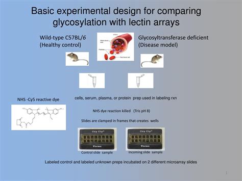 Ppt Basic Experimental Design For Comparing Glycosylation With Lectin