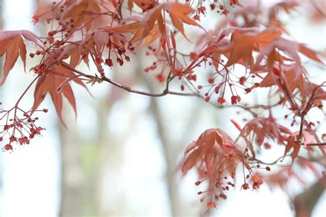 How To Grow Maple Trees From Seeds 3 Proven Methods