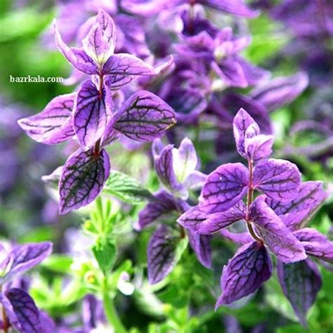 خرید و قیمت بذر گل سلوی مریم گلی، پابلند، پرگل، گل ریز، بنفش 50 گرم