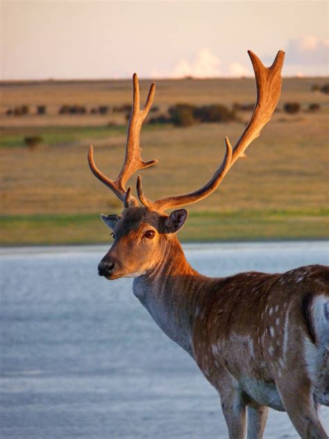 다마 사슴 남성 Pixabay의 무료 사진 Pixabay