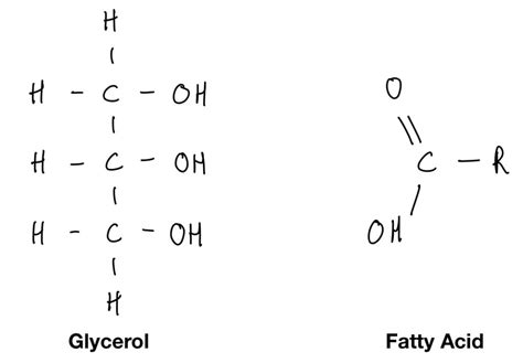 Lipids The Science And Maths Zone