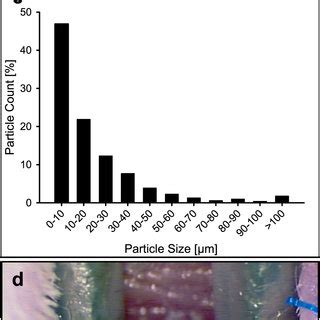 Application Of MCA Accelerates Callus Formation And Remodeling Download Scientific Diagram