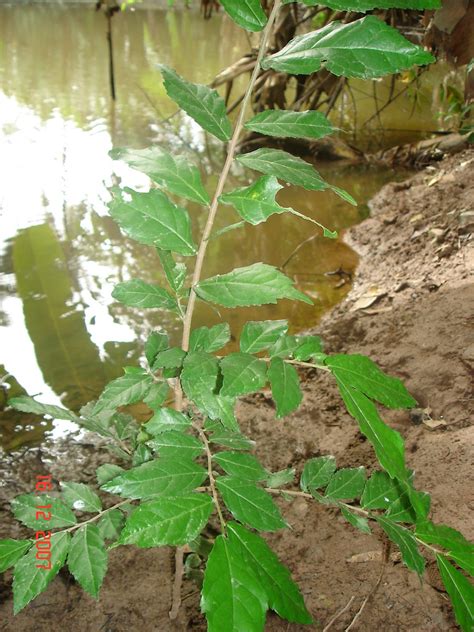 Streblus Asper ស្នាយ ដើមស្នាយ Scientific Name Streb… Flickr