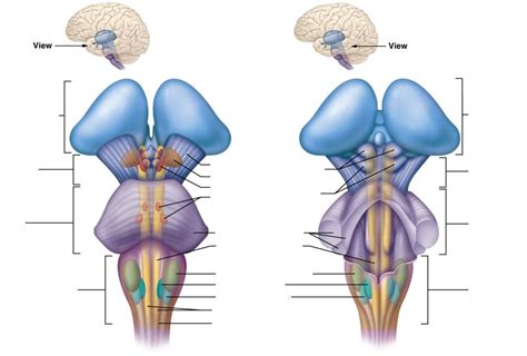 Brainstem Anatomy Diagram Quizlet