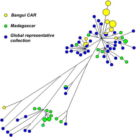 This Phylogenetic Network Constructed Using The Median Joining Download Scientific Diagram