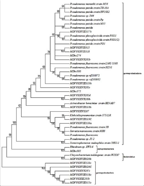 phylogenetic tree based on 16s rdna sequencing constructed using download scientific diagram