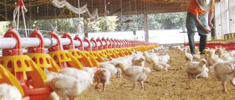 Iniciar Un Negocio De Granja Avícola Oferta Granja Avícola Plan De