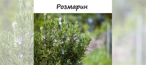 Розмарин купить в Казани | Товары для дома и дачи | Авито
