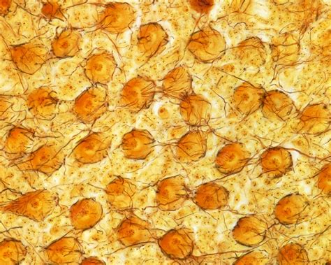 Cerebellar Cortex Light Micrograph Stock Image C048 3014 Science Photo Library