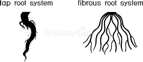 Types Plant Roots Stock Illustrations 168 Types Plant Roots Stock