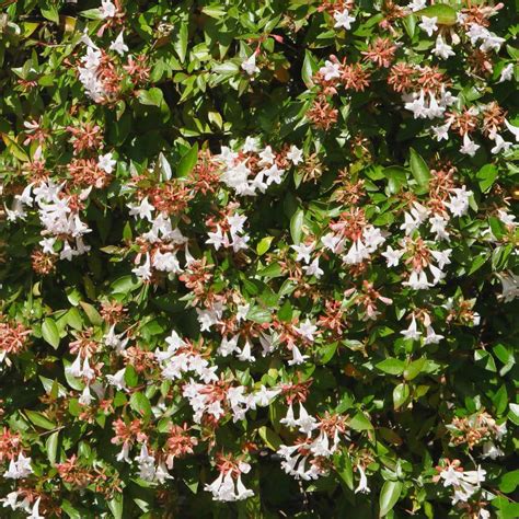 Have A Question About National Plant Network 225 Gal Abelia Rose
