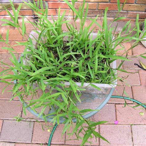 T Grass Paspalum Conjugatum Care Guide Water Soil And Propagation