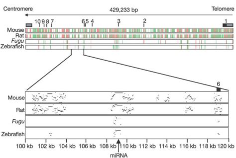 multipipmaker analysis25 of the human dach1 gene showing conserved