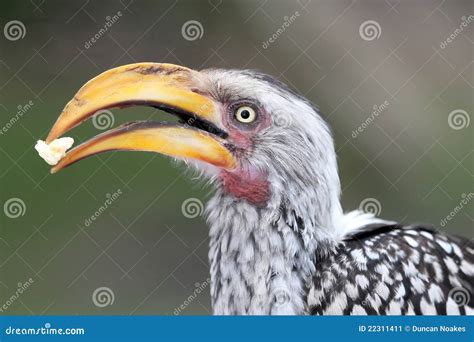 Ground Hornbill Bird With Food Stock Image Image Of Black Colorful