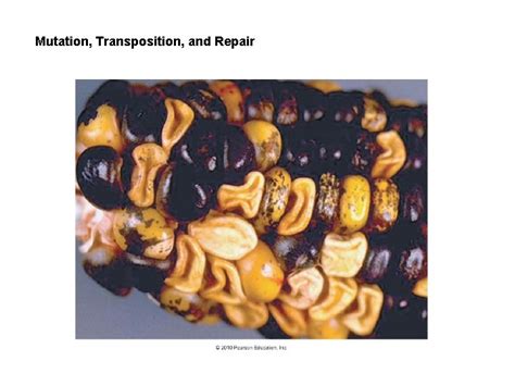 Mutation Transposition And Repair A Gene Mutation 1
