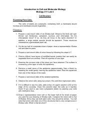 BIOL 211 Lab 4 Cell Structure 1 Pdf Introduction To Cell And Molecular Biology Biology 211