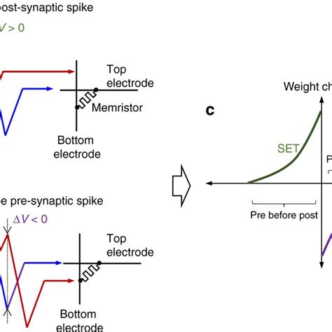 Stdp Implementation Relative Timing Of The Pre And Post Synaptic Download Scientific Diagram