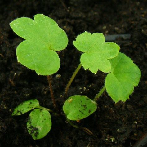 Delphinium Seedling Image The Seed Basket Planting Flowers Growing