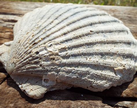 Vintage Lace Fossilized Scallop Shell Etsy
