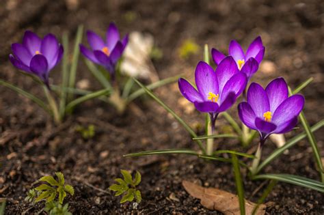 라트비아에서 이른 봄에 피는 보라색 크로커스 계절 꽃이 만발합니다 봄의 첫 번째 신호 계절 꽃 배경 사프란 흐릿한 보케 클로즈업 0명에 대한 스톡 사진 및 기타 이미지
