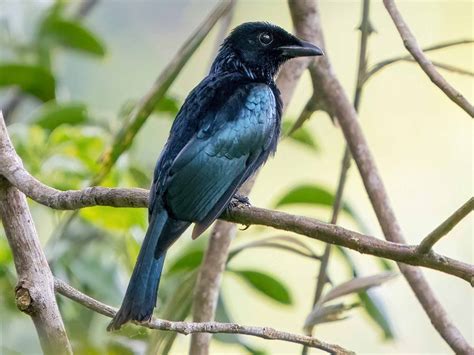 Short Tailed Drongo Ebird