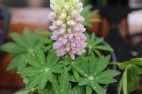 봄 화단 루피너스 파종시기 꽃말 키우기 정원을 기름지게 해줘요 네이버 블로그 봄 화단 루피너스 파종시기 꽃말 키우기 정원을 기름지게 해줘요 네이버 블로그