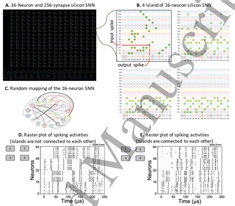 Injection Of Noise Into A Network Of Spiking Neurons A Network Of 16