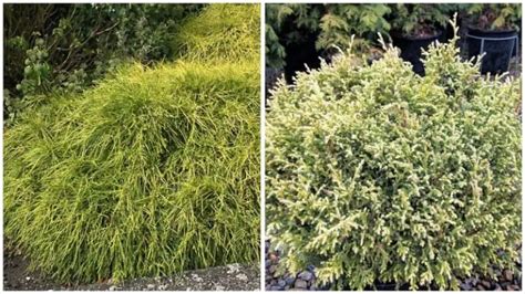 Different Types Of Cypress Trees Their Identifying Features