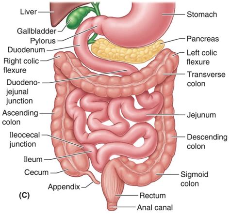 Jejunum
