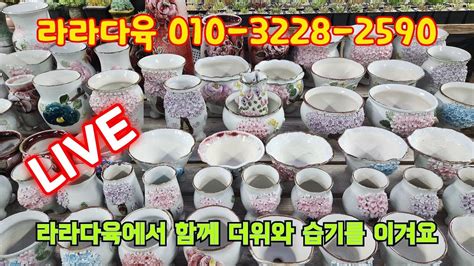 💥 Live 라라다육 010 3228 2590카드결제가능 오늘도 습기와 더위를 함께 이겨요~♡ Youtube