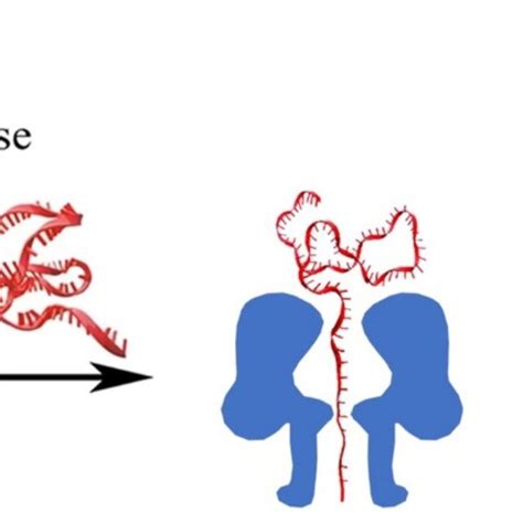 Schematic Illustration Of R Solanacearum Detection Combining The Download Scientific Diagram