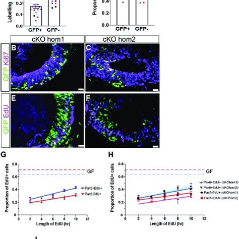 Characterisation Of Pax6 And Pax6 Foxg1venus Control