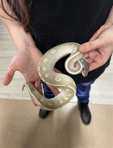 Python Regius Ball Python Mystic Potion Female 4 Mysp F4