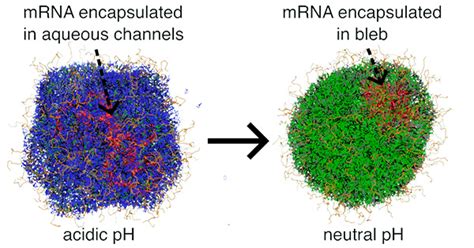 characterizing lipid nanoparticle self assembly and structure using
