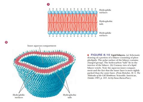 What Is The Structure Of Lipid Bilayers