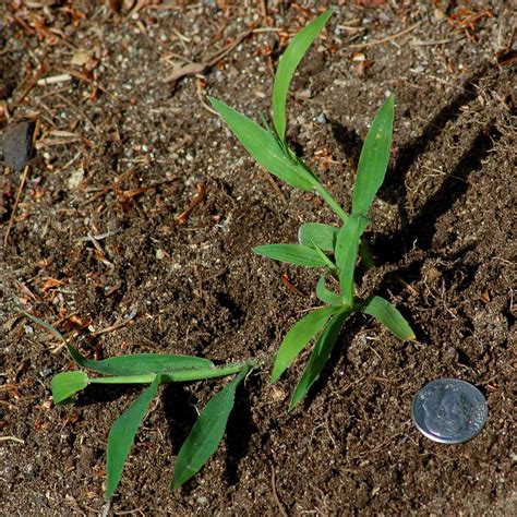 What Does Crabgrass Look Like